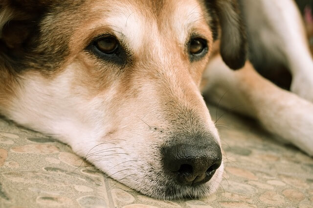 What To Do If Your Dog Won t Eat what-to-do-if-your-dog-won-t-eat